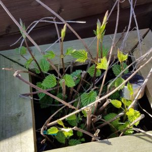 Hop plant - verzorging & info - MijnPlant.nl