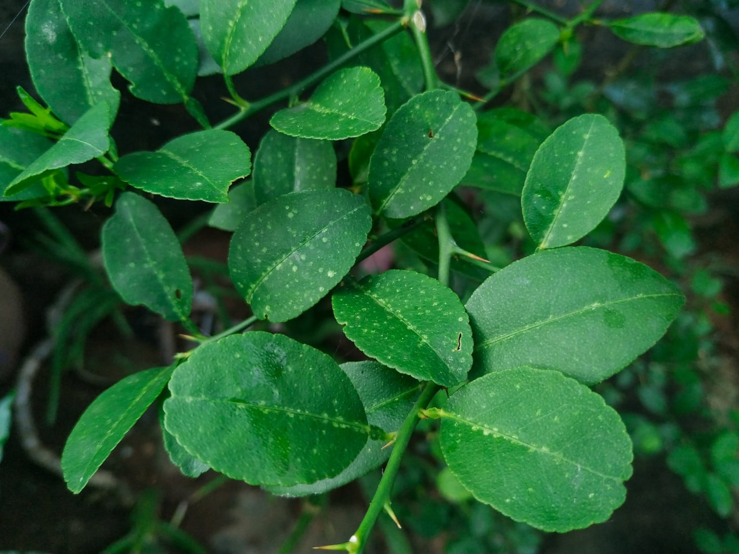 Citroenplant - binnen & buiten verzorgen - MijnPlant.nl