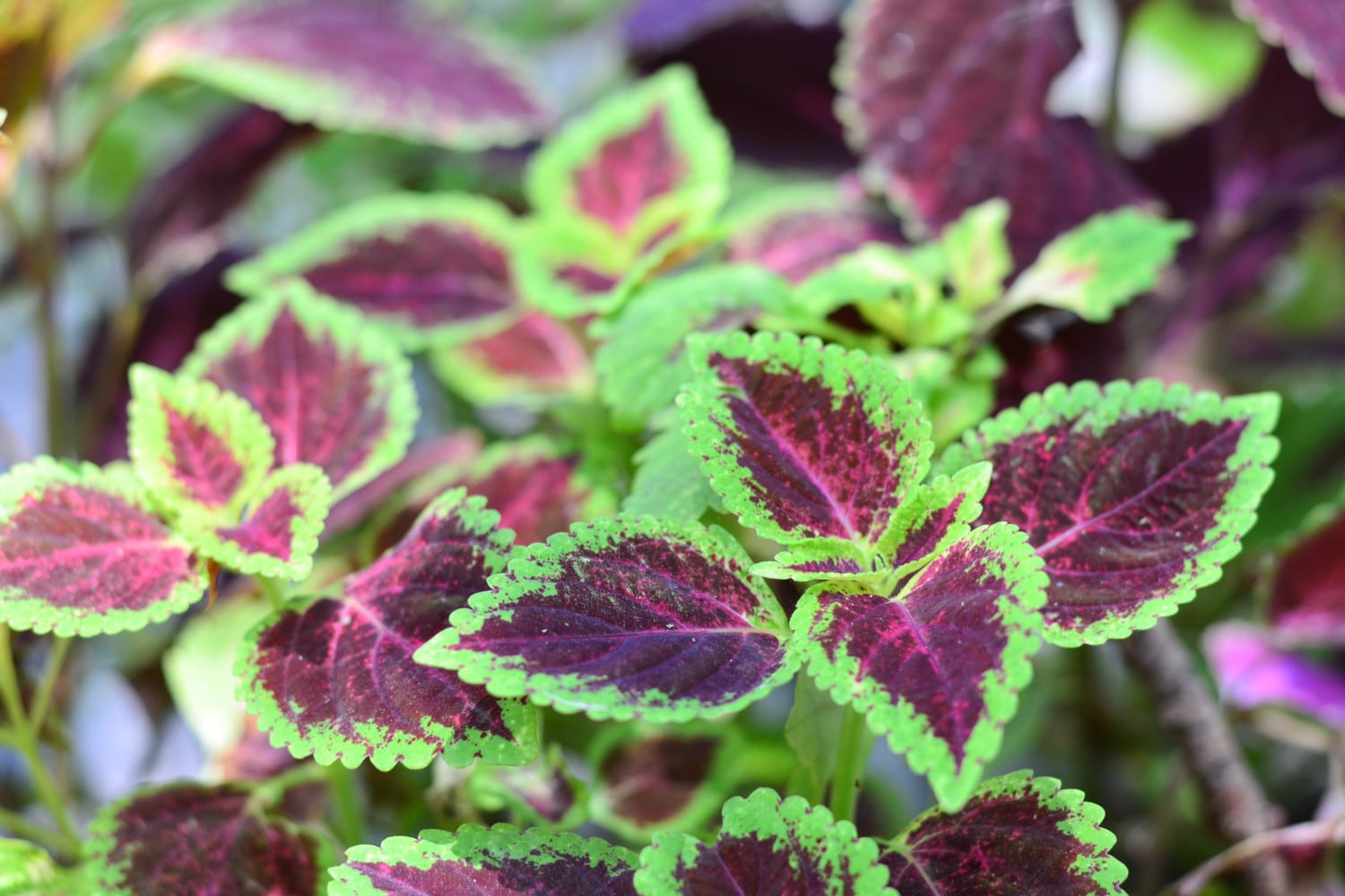 Siernetel (Coleus) - Verzorging & info - MijnPlant.nl