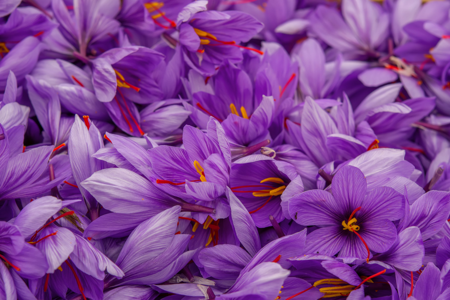 Krokus (Crocus) - Verzorging & info - MijnPlant.nl