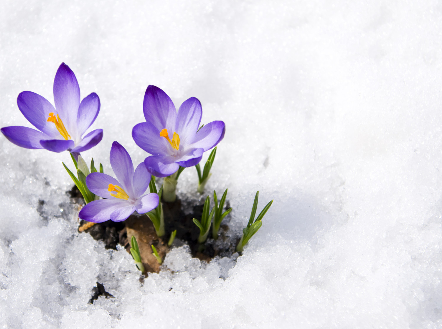 Krokus (Crocus) - Verzorging & info - MijnPlant.nl