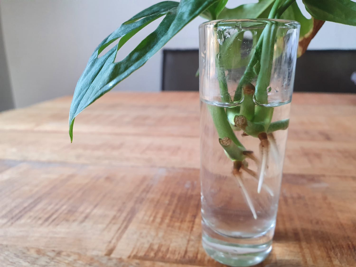 Monstera Adansonii Vermehren