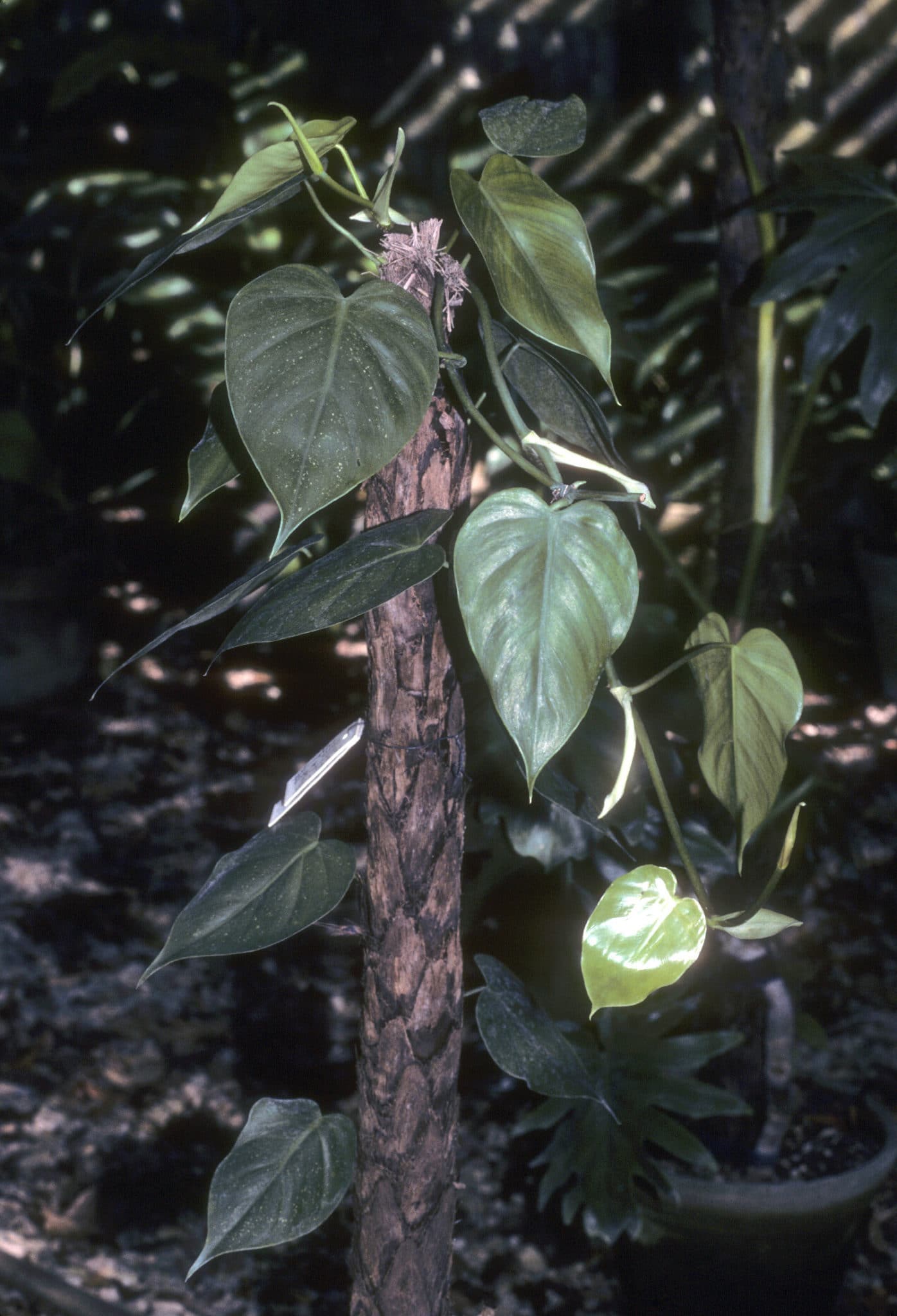 Philodendron Scandens - Pflege & kaufen - mijnPlant.info