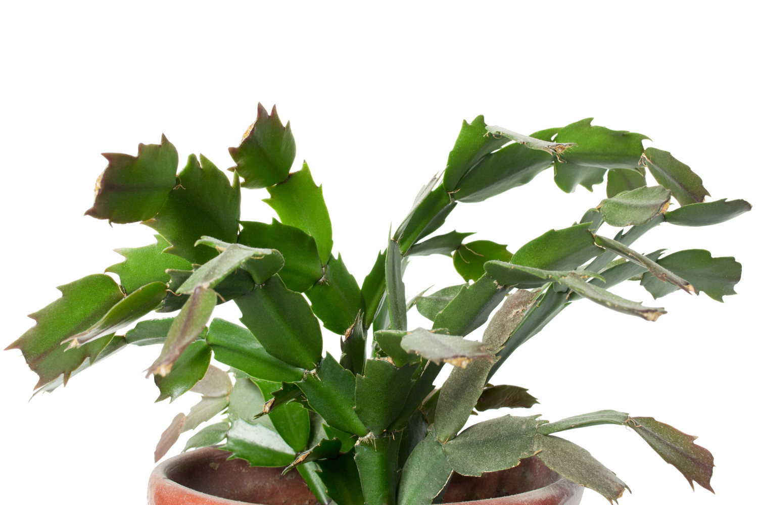 Lidcactus - Verzorging & info - MijnPlant.nl