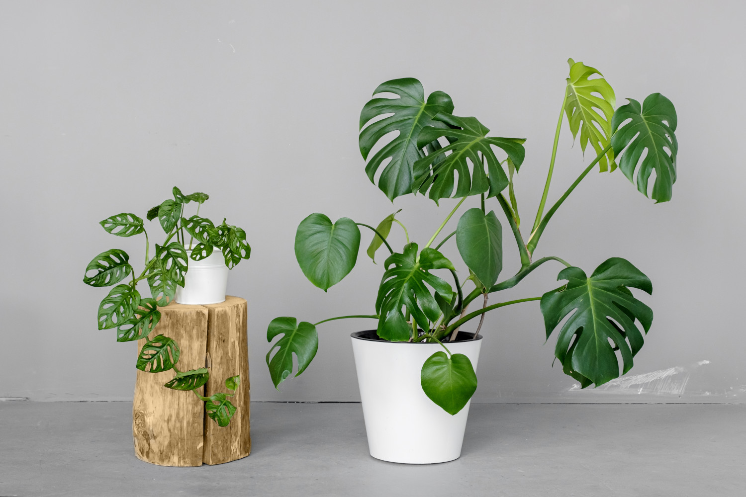 Monstera - Verzorging & info - MijnPlant.nl