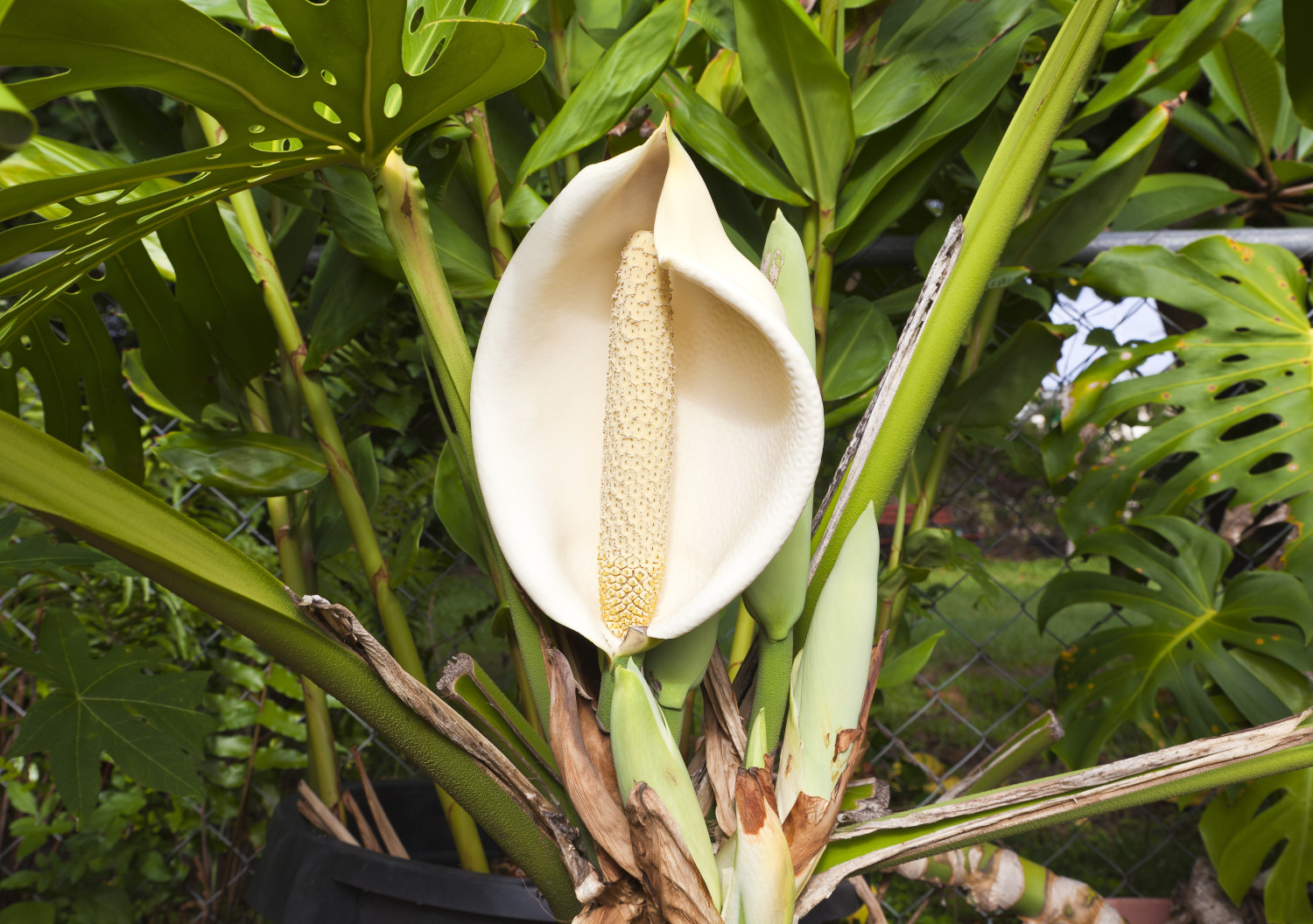 Monstera - Verzorging & info - MijnPlant.nl