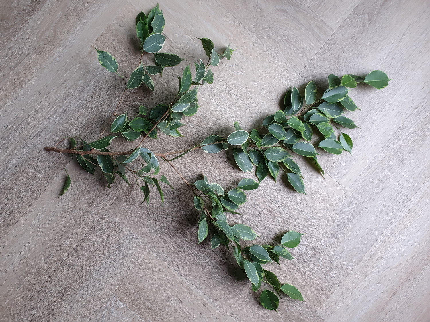 Ficus Benjamina stekken - MijnPlant.nl