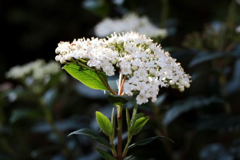 Viburnum Tinus Schneiden