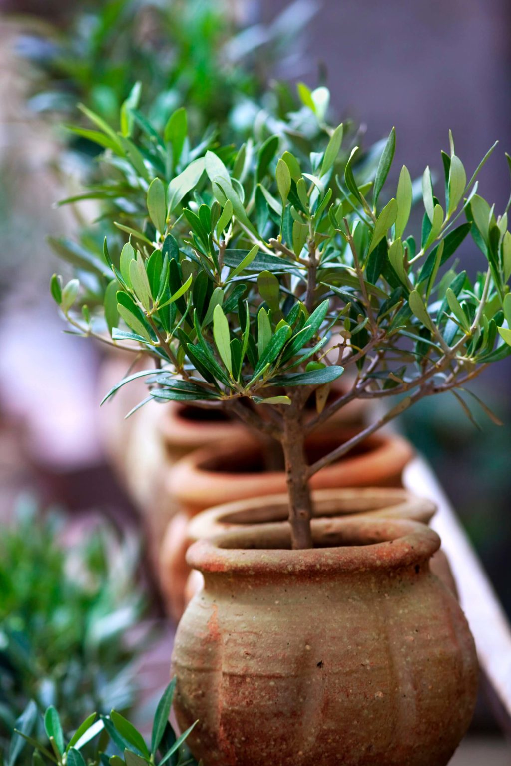 Olijfboom in pot - Verzorging & tips - MijnPlant.nl