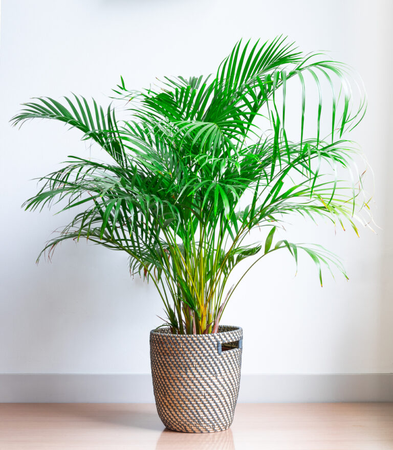 Kamerplant Palmen: soorten & verzorgingstips - MijnPlant.nl