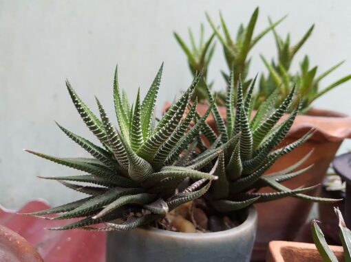 Vetplant soorten: ontdek de populairste & vezorgings tips | MijnPlant.nl