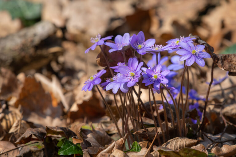 De hepatica nobilis - MijnPlant.nl