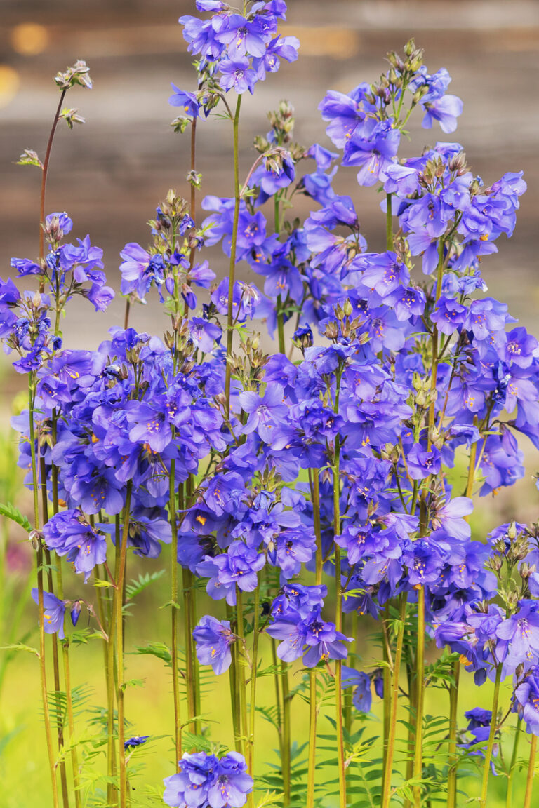 De jacobsladder (Polemonium) - MijnPlant.nl