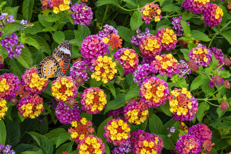 Lantana, ook wel de wisselbloem - MijnPlant.nl