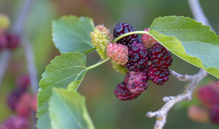 Moerbeiboom - MijnPlant.nl